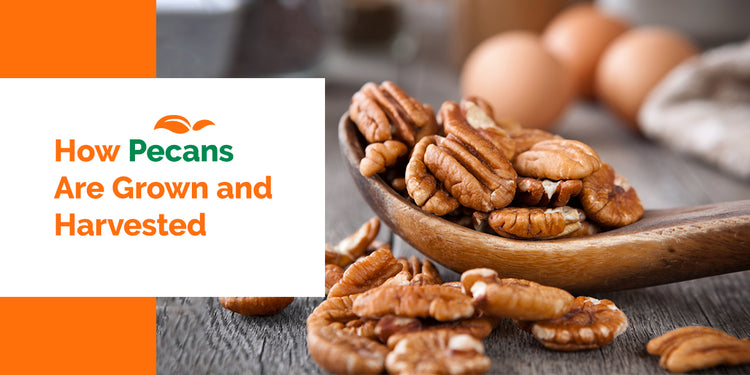 How Pecans Are Grown and Harvested | Learn About Pecans – Lane Southern Orchards